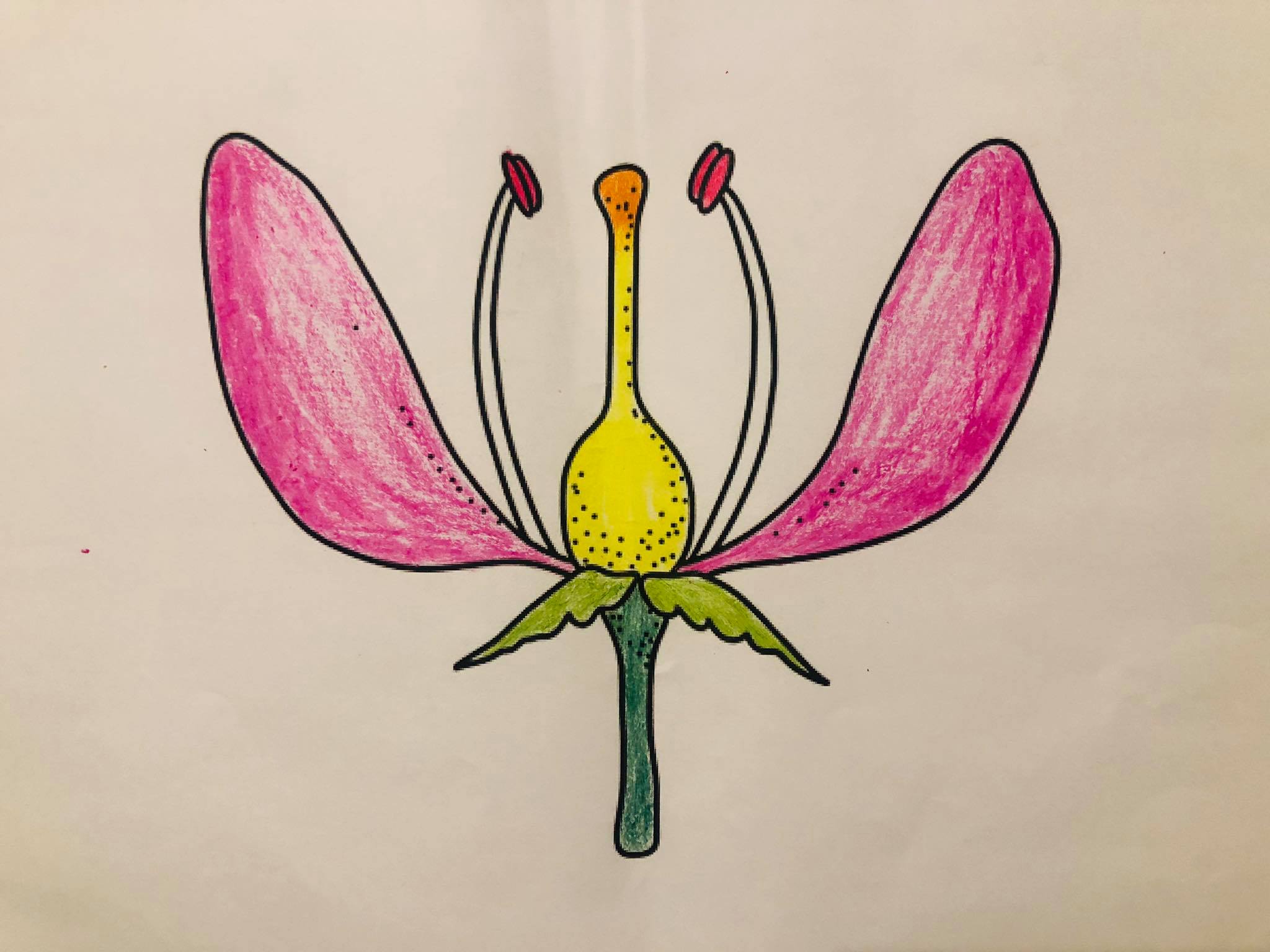 Activities – Sujipuli